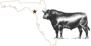 Quincey Cattle Company | Chiefland, Florida
