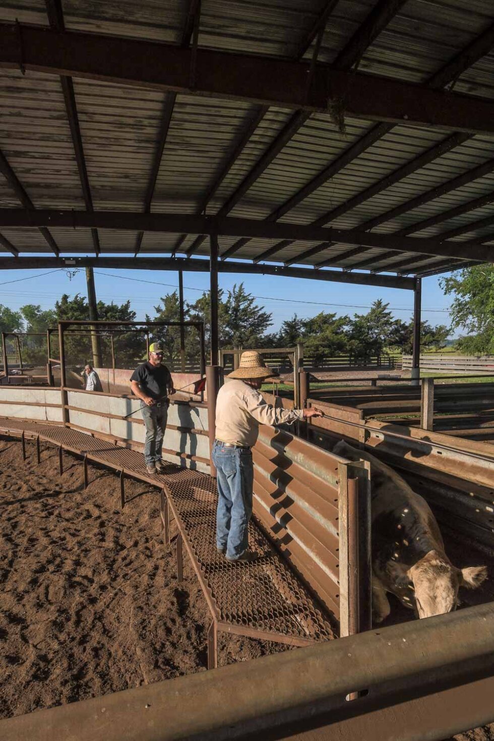 Gallery - Quincey Cattle Company