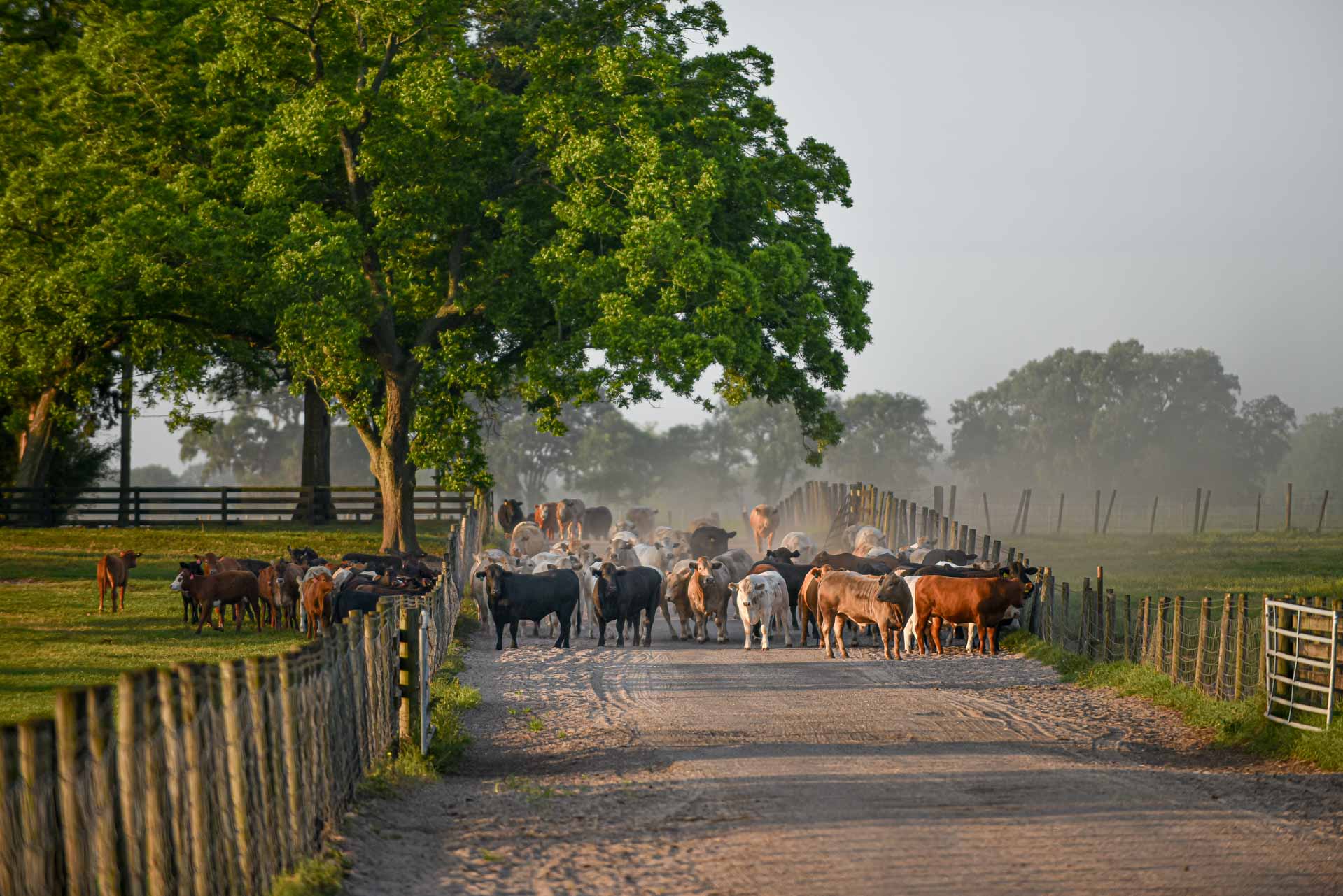 The Quincey Cattle Beef Online Market - Quincey Cattle Company