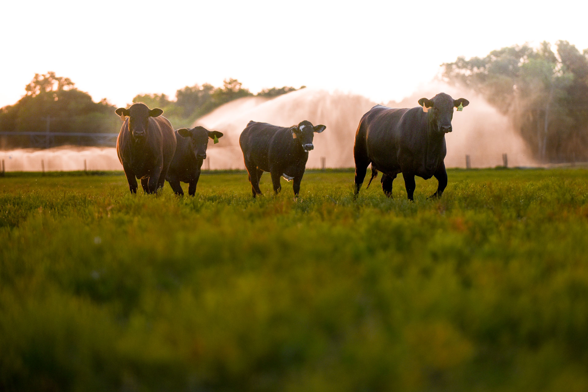 Live Cattle - Quincey Cattle Company